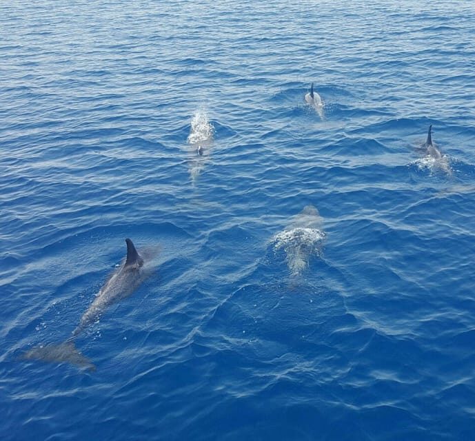 Captain's Choice: Dolphin Watch Sunset Sail - Captivating Sunset and Close Encounters: Our Review of the Captains Choice Dolphin Watch Sunset Sail