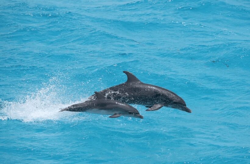 Captain's Choice: Dolphin Watch Sunset Sail - Why This Tour Could Be Perfect for You