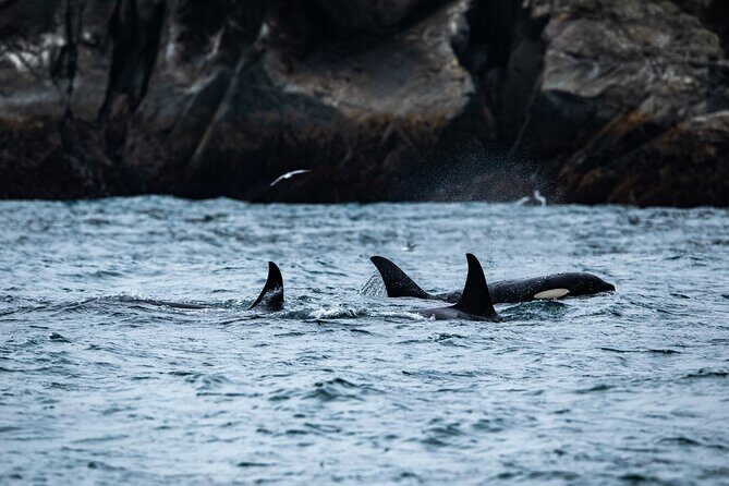 Captain's Choice Kenai Fjords National Park Tour from Seward - Introduction