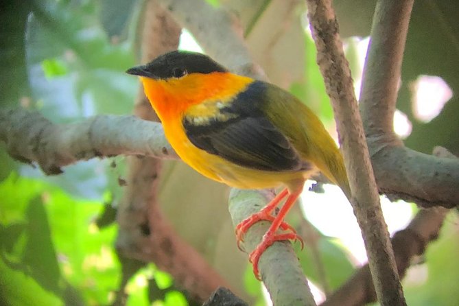 Carara National Park Tour - Inclusions and Accessibility