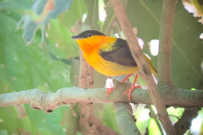 Carara National Park Tour - Booking Information