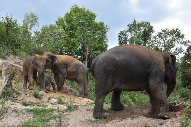 Care Pride Elephants: Full-Day Tour Experience - The Value of the Experience