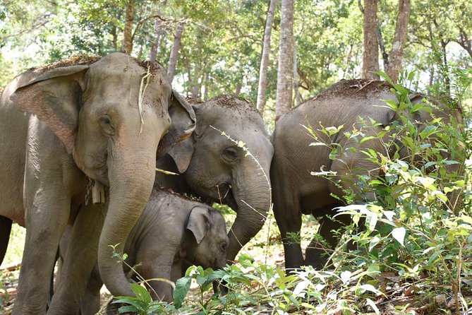 Care Pride Elephants: Full-Day Tour Experience - FAQs