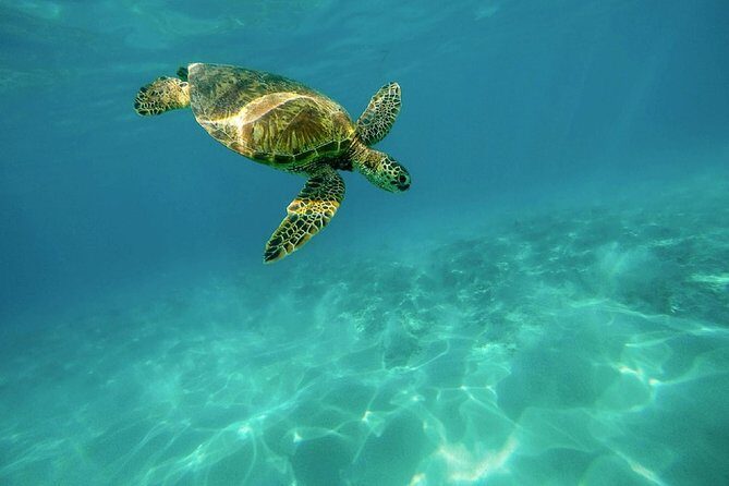 Caretta-Caretta Turtle Trip - Caretta-Caretta Turtle Trip: A Detailed Look at This Popular Zakynthos Adventure