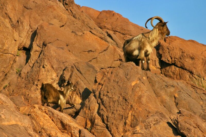 Cargèse: Scandola and Piana Boat Tour with Stop at Girolata - Key Points
