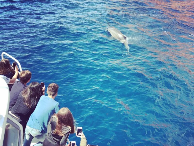 Cargèse: Scandola and Piana Boat Tour with Stop at Girolata - The Sum Up