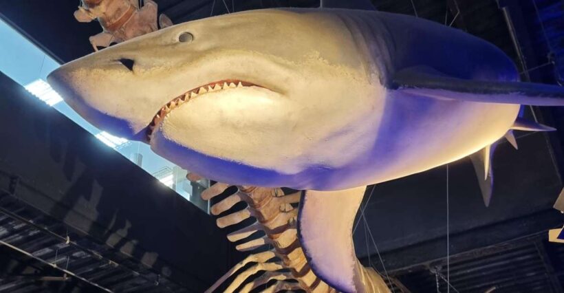 Cariocando at AquaRio & Olympic's Boulevard - Key Points