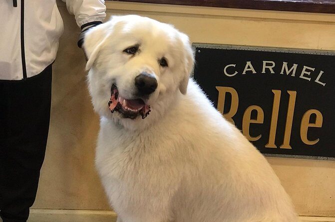 Carmel / Monterey Hwy 1 tour - Return Journey and Flexibility