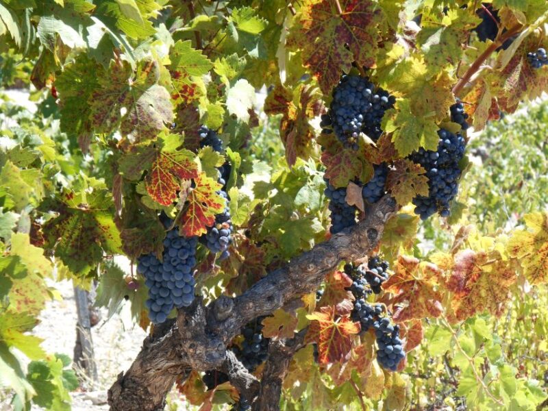 Carmel Valley Wine Tasting Tour - Final Thoughts: Who Will Enjoy This Experience?