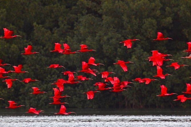 Caroni Bird Sanctuary Tour - Key Points