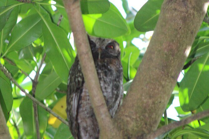 Caroni Bird Sanctuary Tour - Why This Tour Offers Great Value
