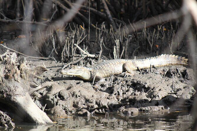 Caroni Bird Sanctuary Tour - Who Should Book This Tour?
