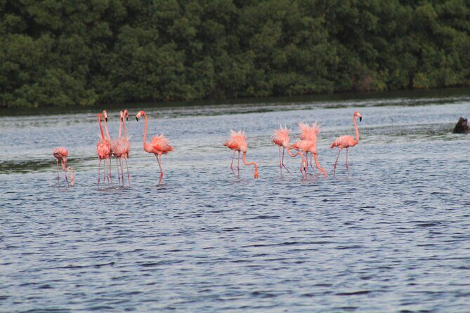 Caroni Bird Sanctuary Tour - Frequently Asked Questions