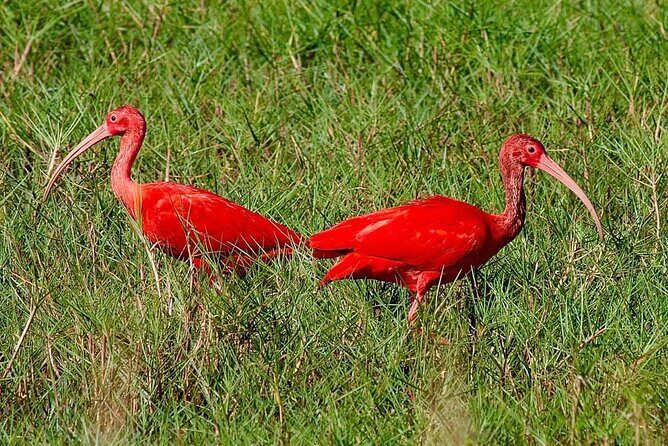 Caroni Swamp wildlife Tour - Key Points