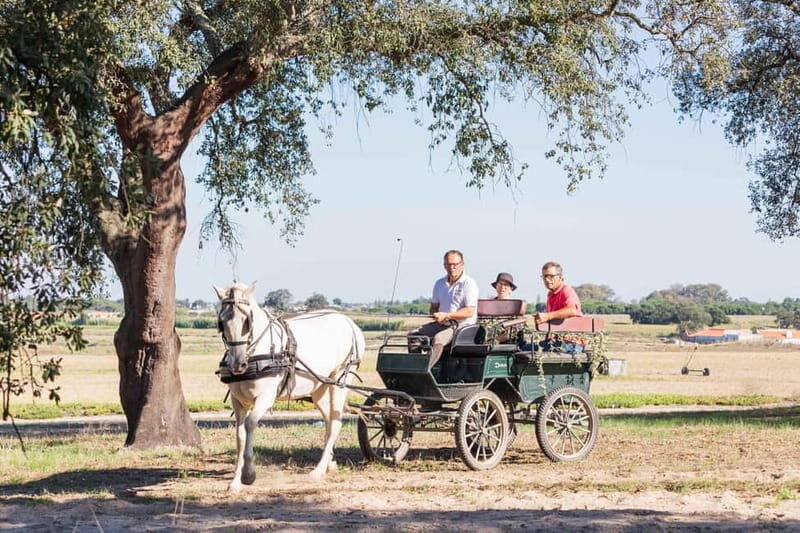 CARRIAGE Ride On The Beach (Rosário Beach) - What’s Included and What to Expect