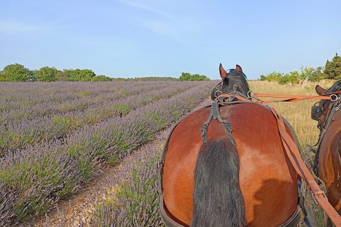 Carriage rides in the heart of the Luberon - Carriage Rides in the Heart of the Luberon: A Charming Provence Experience