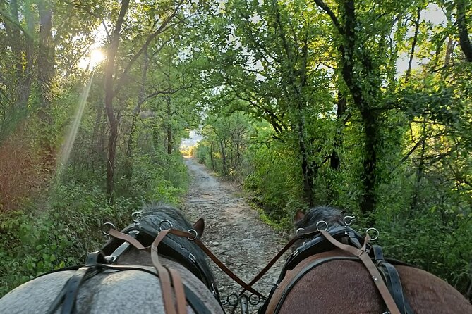 Carriage rides in the heart of the Luberon - What Makes It Special?
