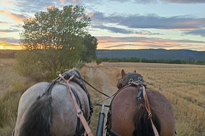 Carriage rides in the heart of the Luberon - Pricing and Value