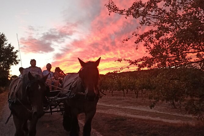 Carriage rides in the heart of the Luberon - Practical Tips for Participants