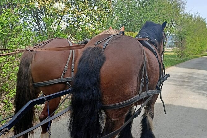 Carriage rides in the heart of the Luberon - Who Should Consider This Tour?
