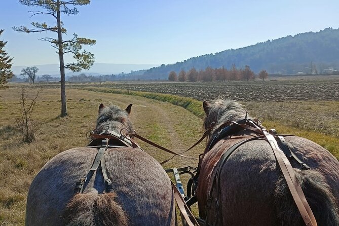 Carriage rides in the heart of the Luberon - FAQs