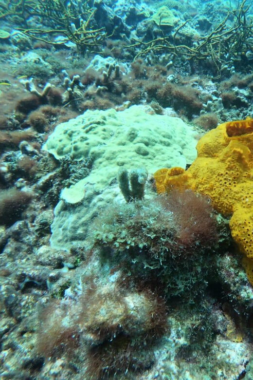 Cartagena: Basic Diving for beginners in Rosario Islands - Key Points