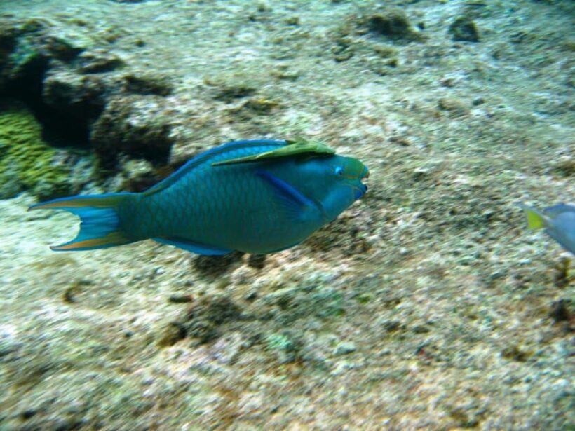 Cartagena: Basic Diving for beginners in Rosario Islands - FAQ