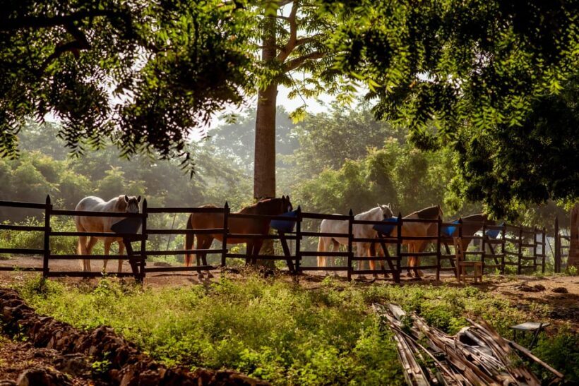 Cartagena, Blue Apple Beach, Horse Treks - Value and Practical Considerations