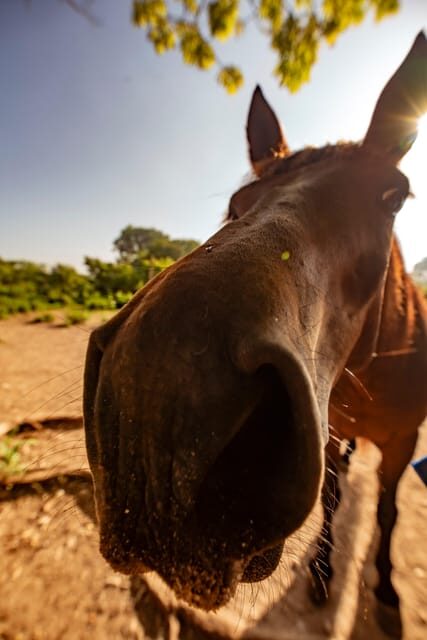 Cartagena, Blue Apple Beach, Horse Treks - Final Thoughts