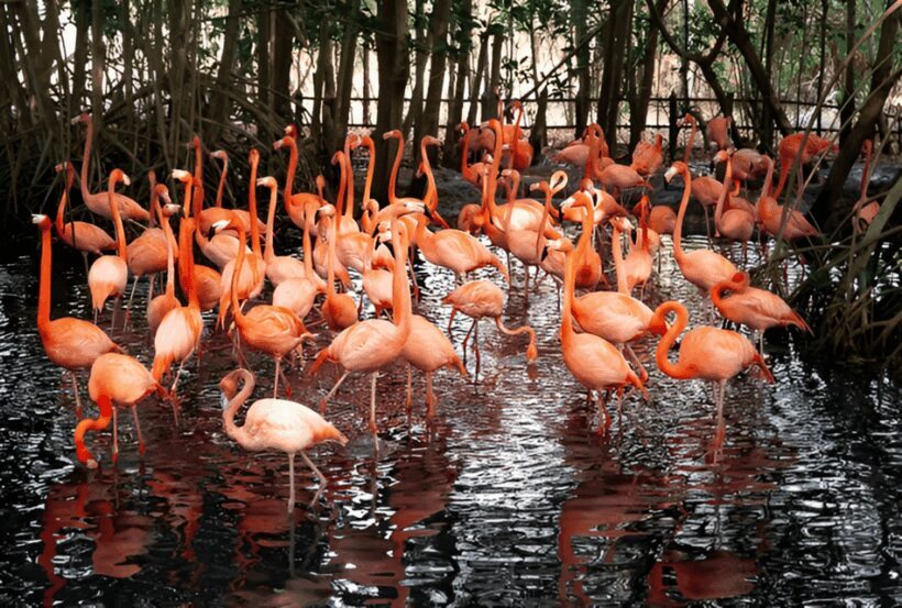 Cartagena: Daytour Aviary and Playa blanca, Barú by bus! - An Authentic Day of Nature and Leisure in Cartagena