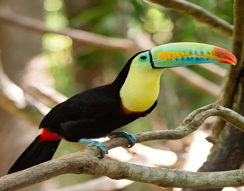 Cartagena: Daytour Aviary and Playa blanca, Barú by bus! - The Sum Up