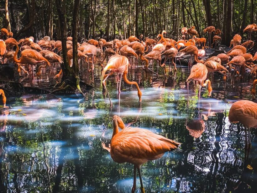 Cartagena: Ecoplan on Barú, Aviary and Oceanarium in one day - Frequently Asked Questions