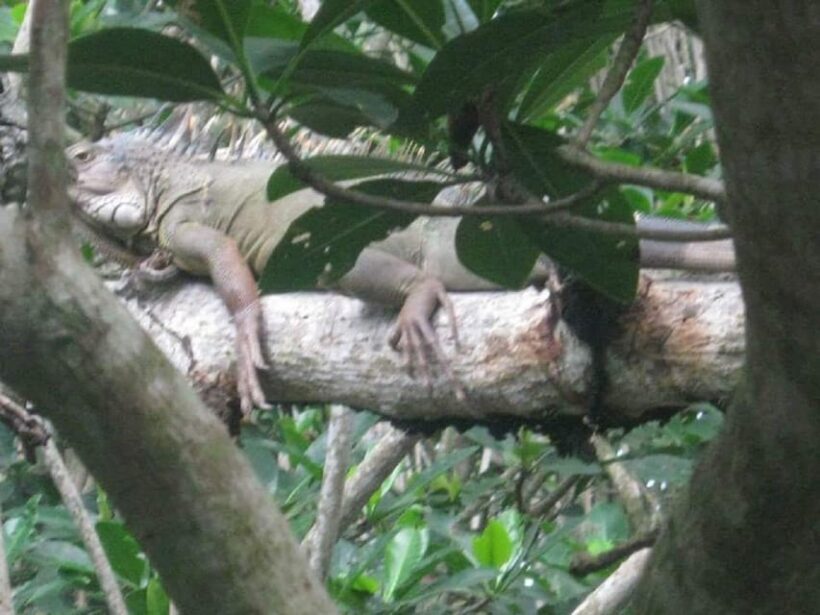 Cartagena: FISHERMEN'S ISLAND IN THE MANGROVES by canoe - Key Points