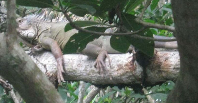 Cartagena: FISHERMEN'S ISLAND IN THE MANGROVES by canoe - An In-Depth Look at the Tour Experience