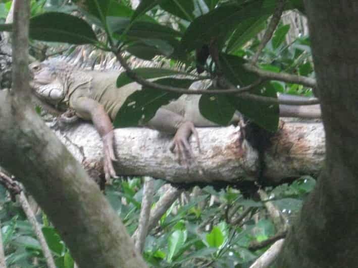 Cartagena: FISHERMEN'S ISLAND IN THE MANGROVES by canoe - Who Should Consider This Tour