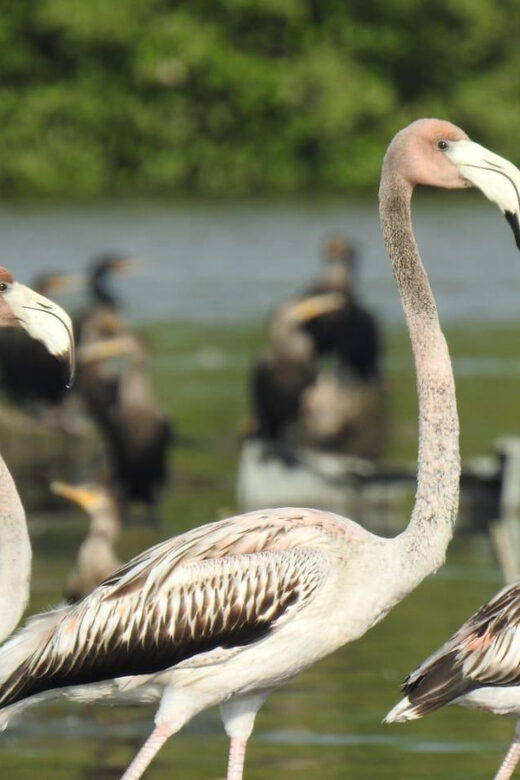 Cartagena: FISHERMEN'S ISLAND IN THE MANGROVES by canoe - FAQs