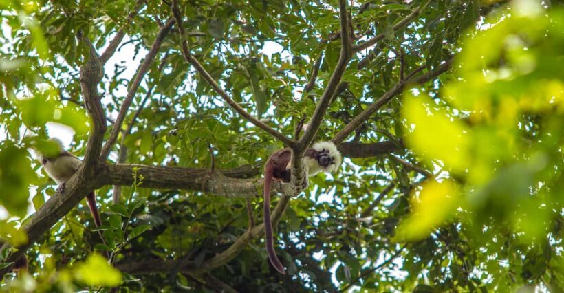 Cartagena: Guided Hiking Tour - Introduction