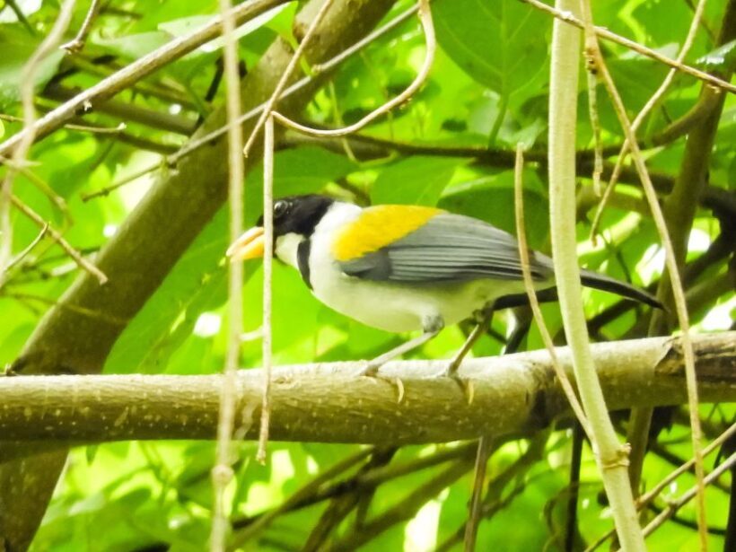 Cartagena: Private Bird-Watching Tour with Breakfast - A Closer Look at the Tour Itinerary
