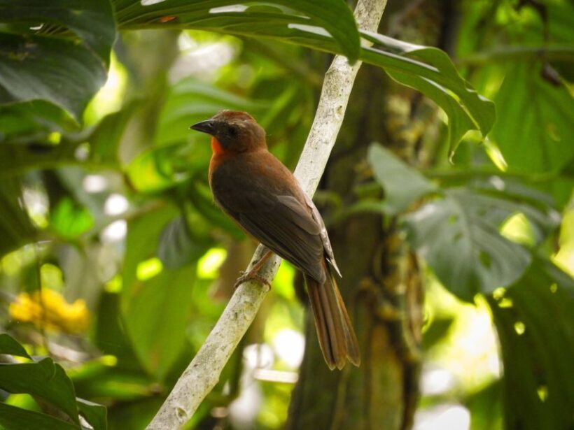 Cartagena: Private Bird-Watching Tour with Breakfast - Authenticity and Review Highlights