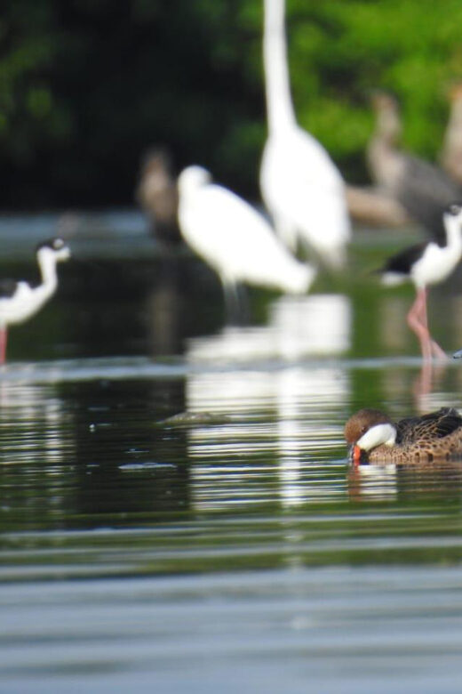 Cartagena: Private Sail in the mangrove GUIDE in ENGLISH - Who Should Consider This Tour?