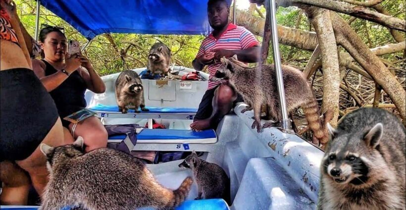 Cartagena: Raccoon Island Snorkel, Mangrove, Photos & Lunch - A Closer Look at the Experience