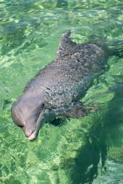 Cartagena: Rosario islands Playa Blanca Barù by boat & lunch - Who Should Choose This Tour?