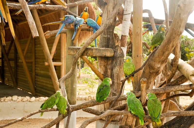 Cartagena to National Aviary Excursion - An In-Depth Look at the Tour