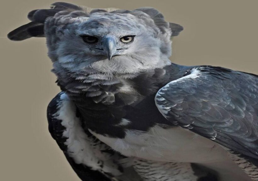 Cartagena:Daytour Aviary with entrance + Playa blanca by bus - Introduction: A Well-Rounded Day in Cartagena