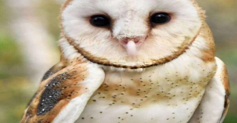 Cartagena:Daytour Aviary with entrance + Playa blanca by bus - Key Points