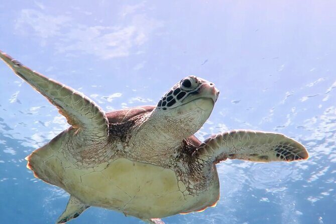 Cas Cay - Kayak Hike and Snorkel Adventure - Key Points