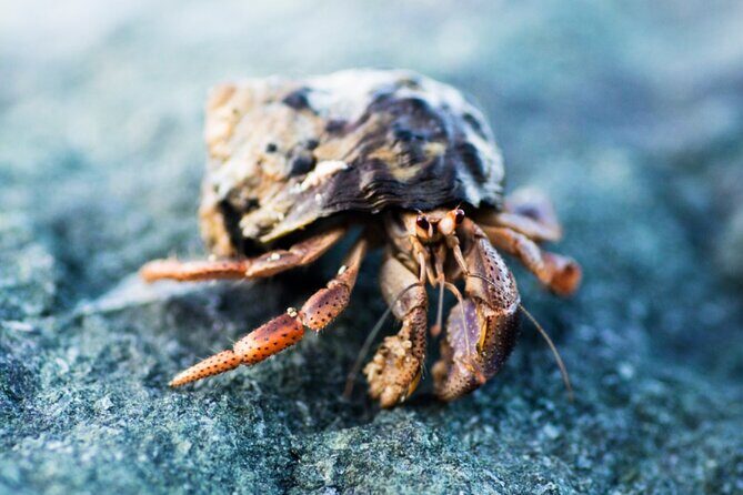 Cas Cay - Kayak Hike and Snorkel Adventure - FAQs