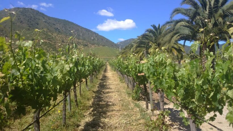 Casablanca Valley: Full-Day Private Wine Tour - Final Thoughts