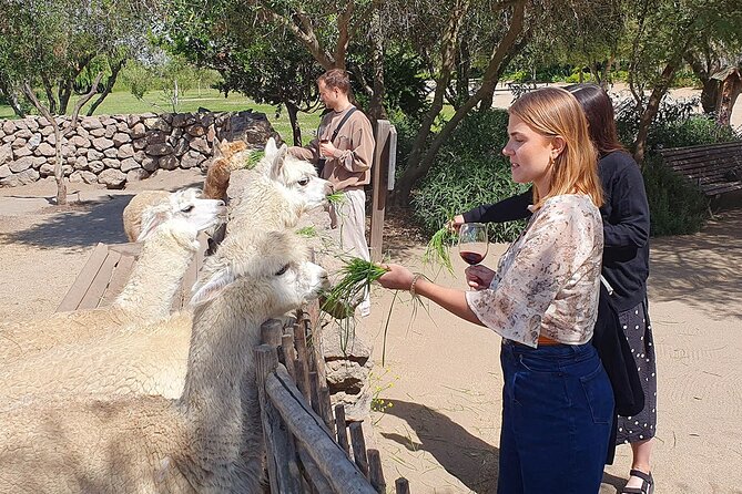 Casablanca World Class Wines, 4 Vineyards & Tanino Lunch Stop - Exploring Casa Valle Viñamar