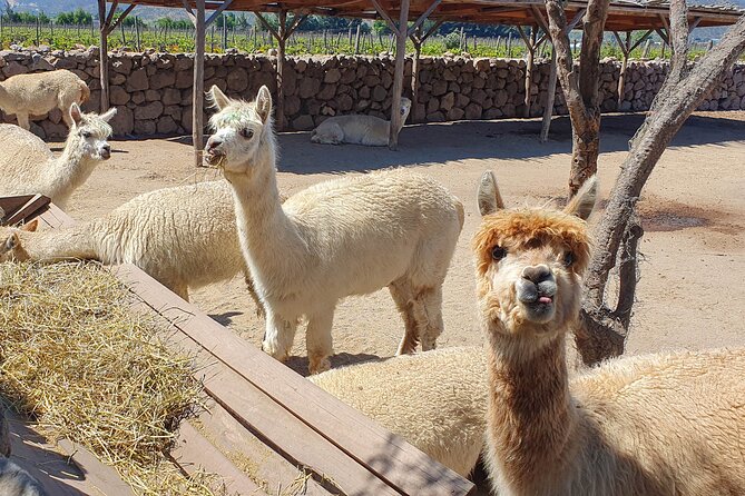 Casablanca World Class Wines, 4 Vineyards & Tanino Lunch Stop - Lunch Stop at Tanino Restaurant